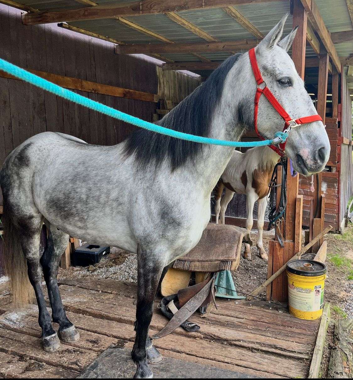 Grey Roan TWH Gelding