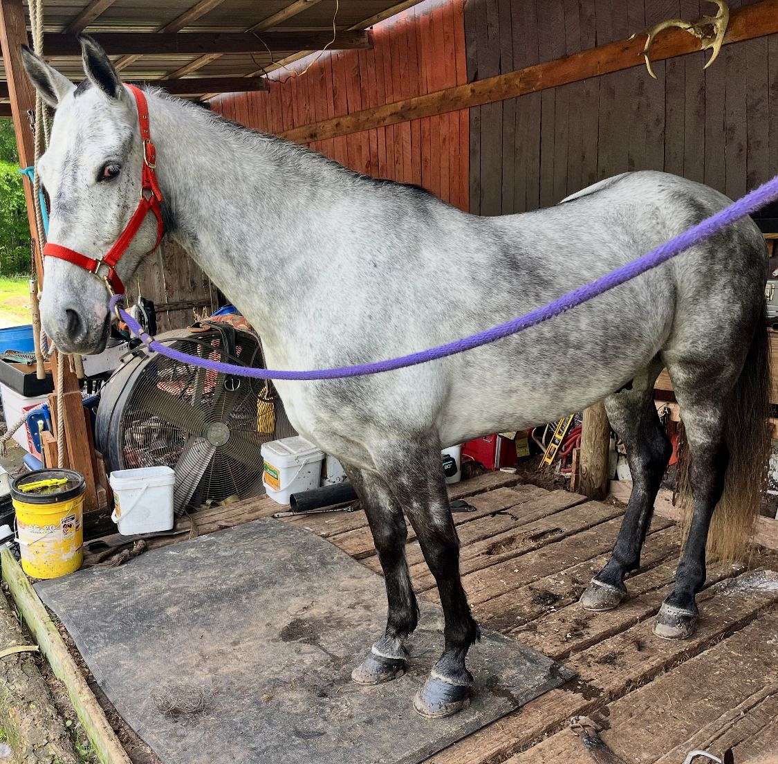 Grey Roan TWH Gelding