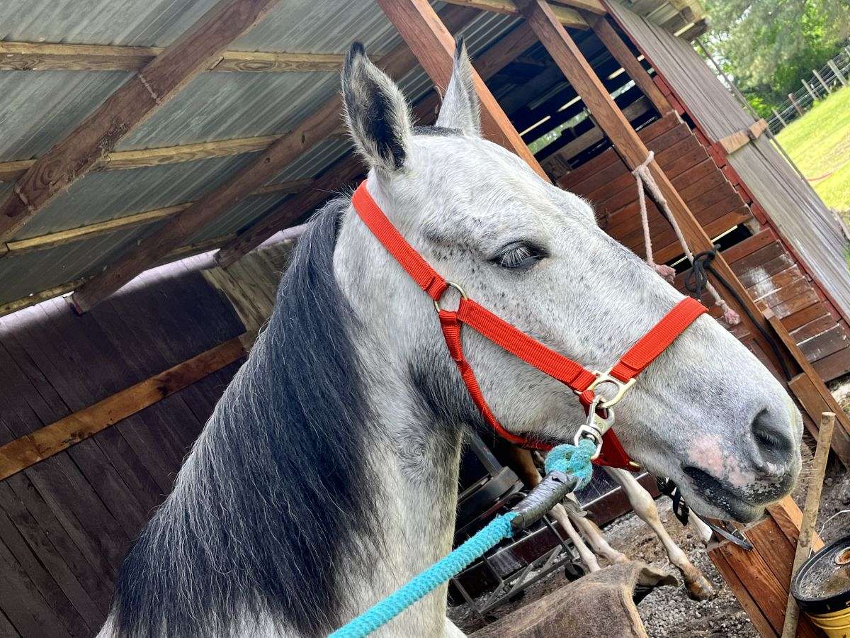 Grey Roan TWH Gelding