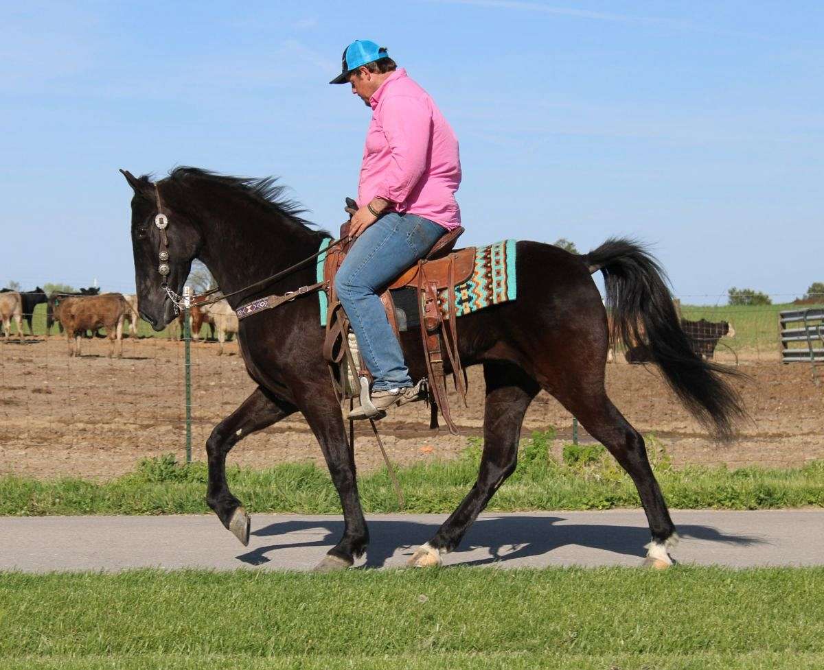 A Secret Sky: Big, Pretty, Gentle and Good Gaited!