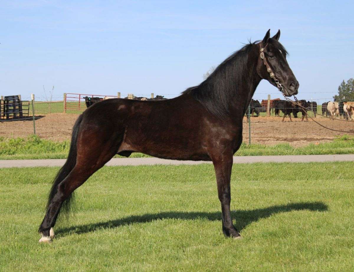 A Secret Sky: Big, Pretty, Gentle and Good Gaited!