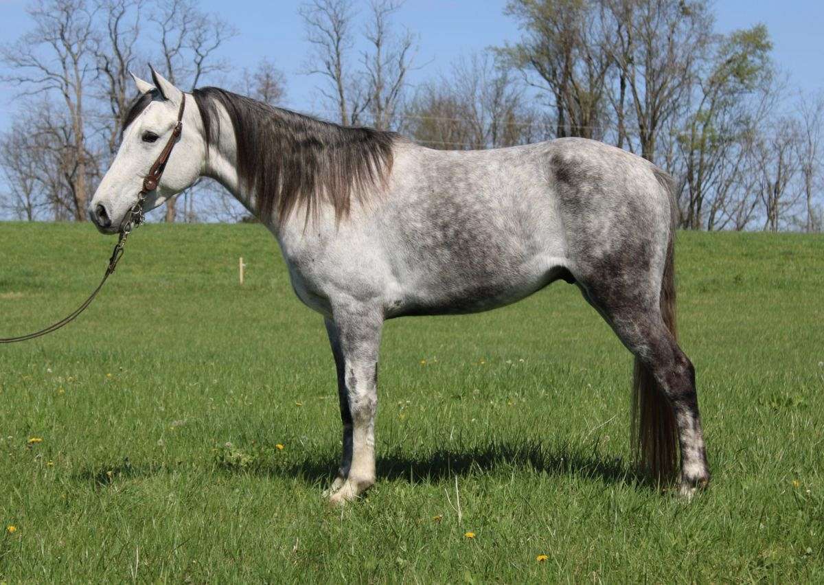 Pistol Pete: a Beautiful TWH That is As Cute As a Button!