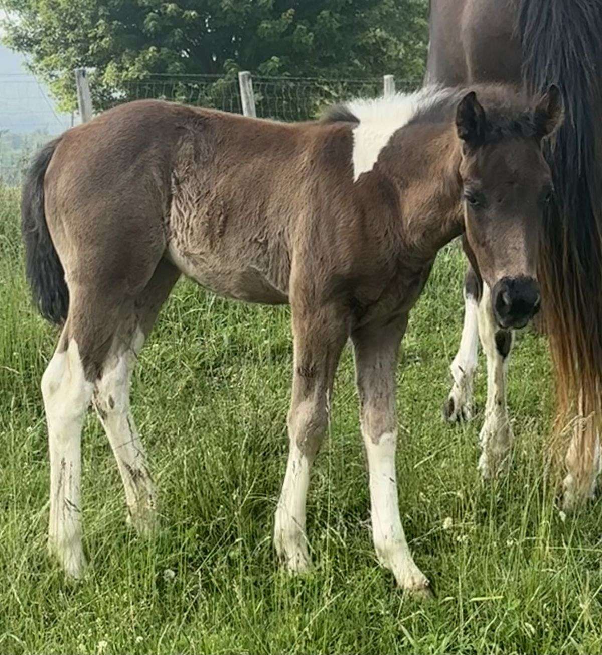 Fancy, Big, Tobiano Filly With Excellent Bloodlines