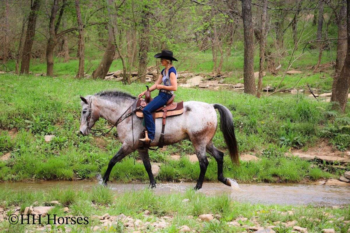Beginner Safe, Youth Ridden, Super Quiet and Gentle Varnish Roan Appaloosa