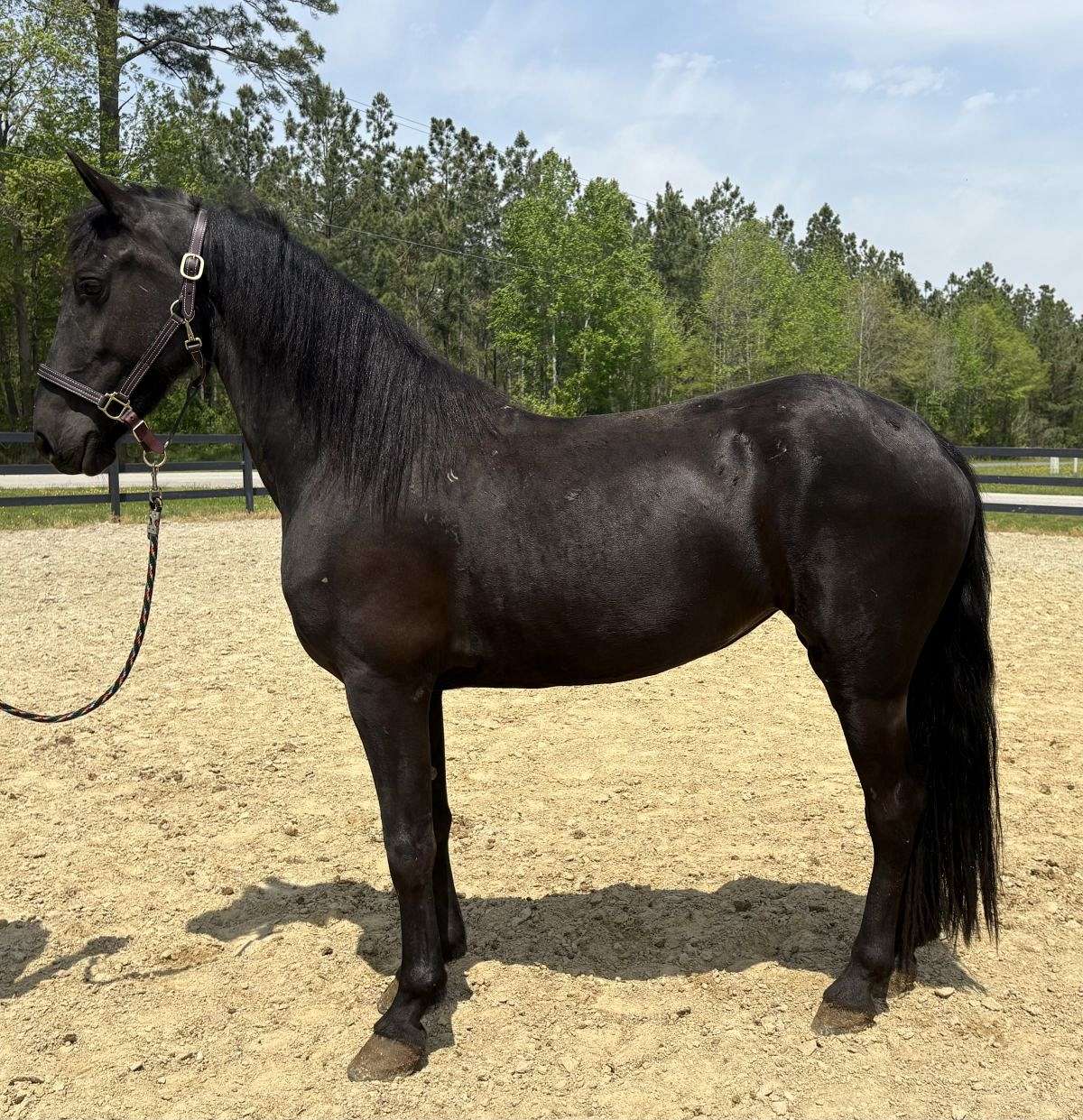 Friesian Morgan Mare