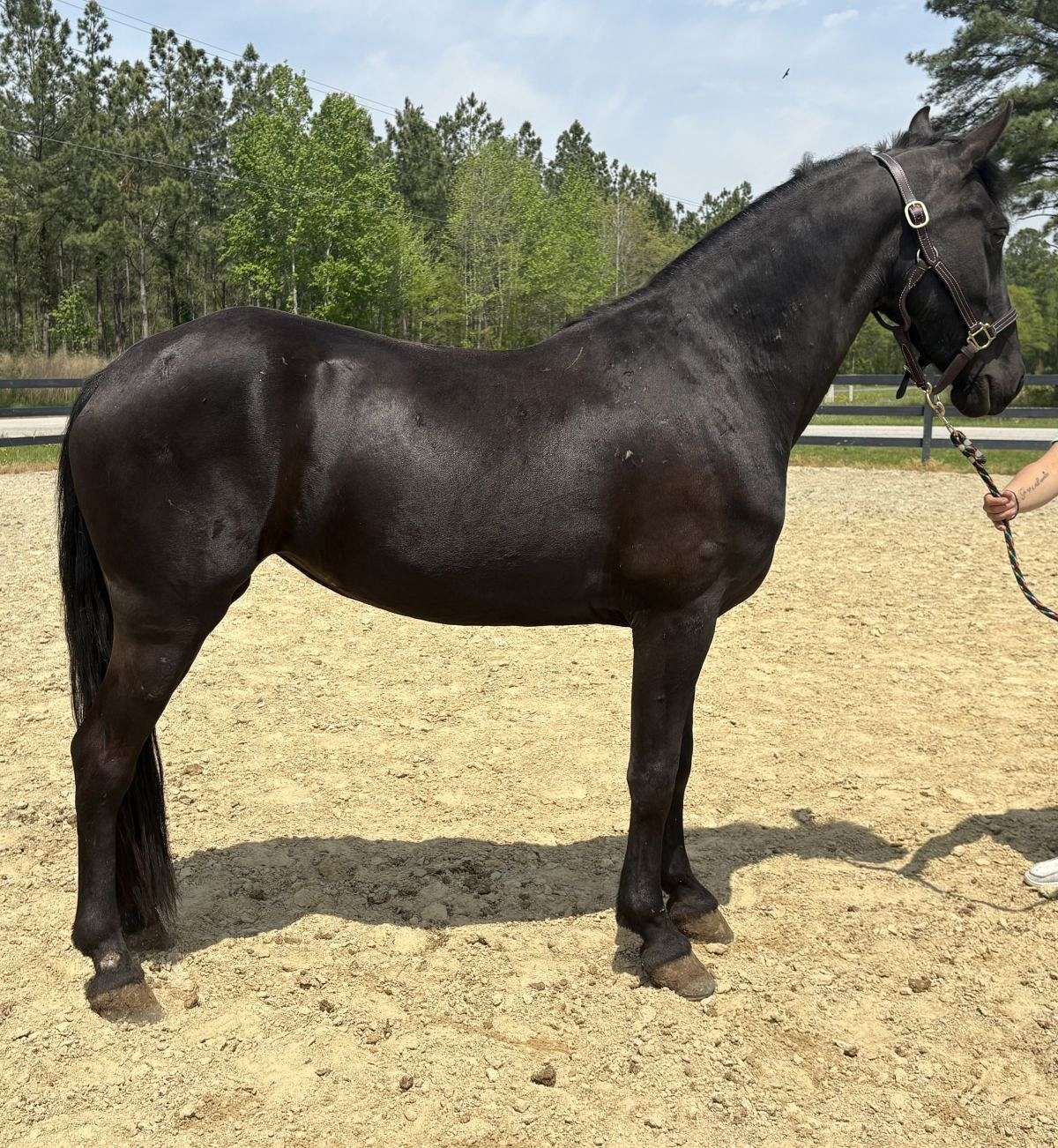 Friesian Morgan Mare