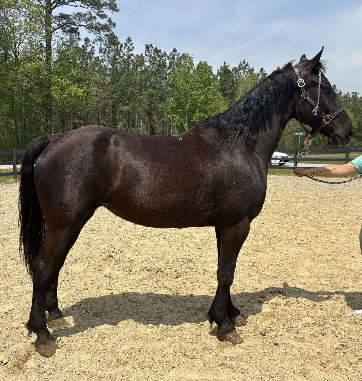 Friesian Cross Mare