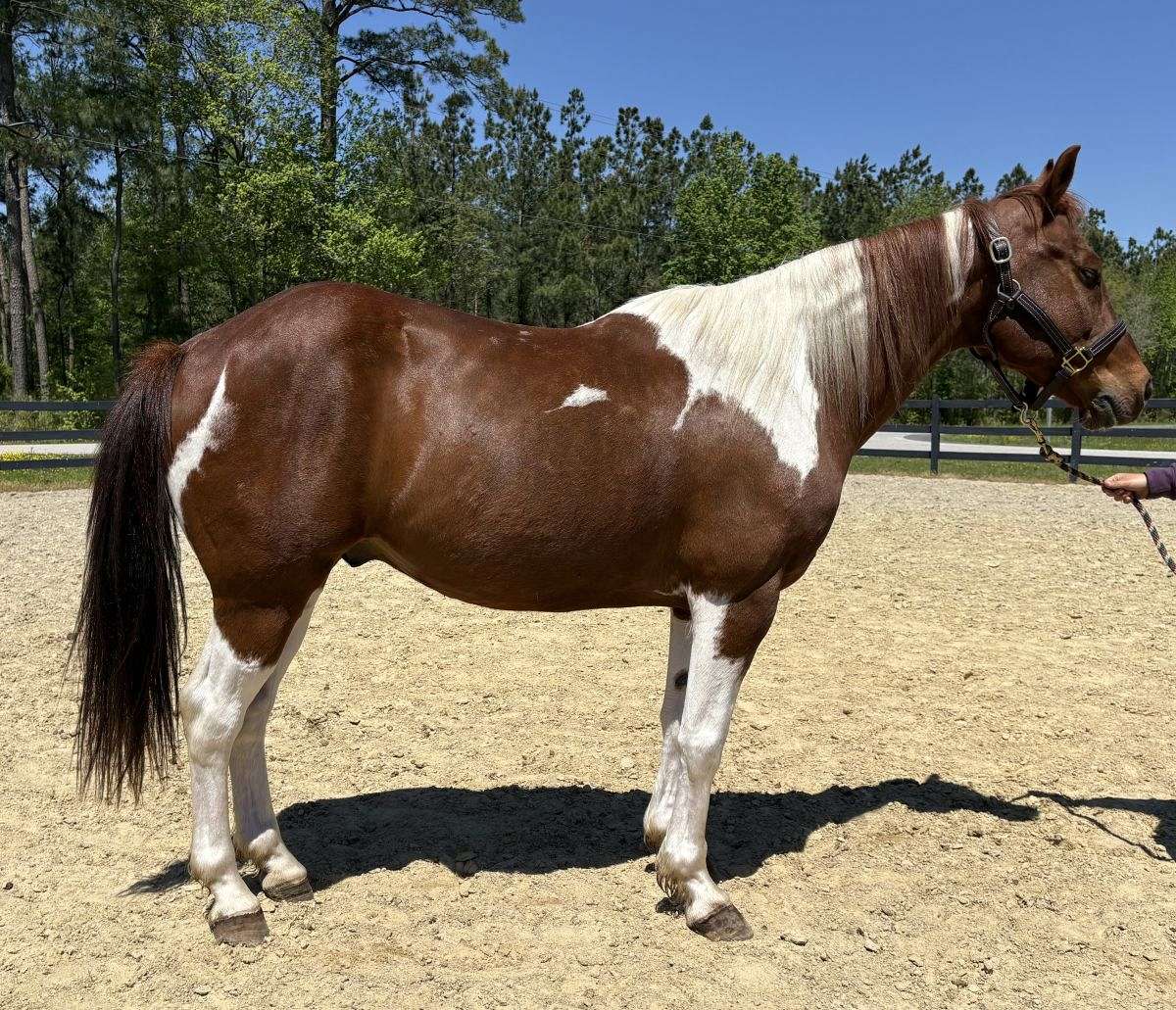 Pretty Paint Gelding