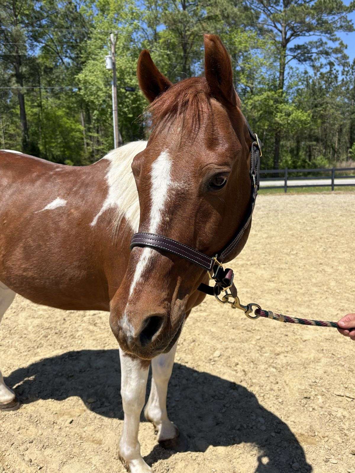 Pretty Paint Gelding