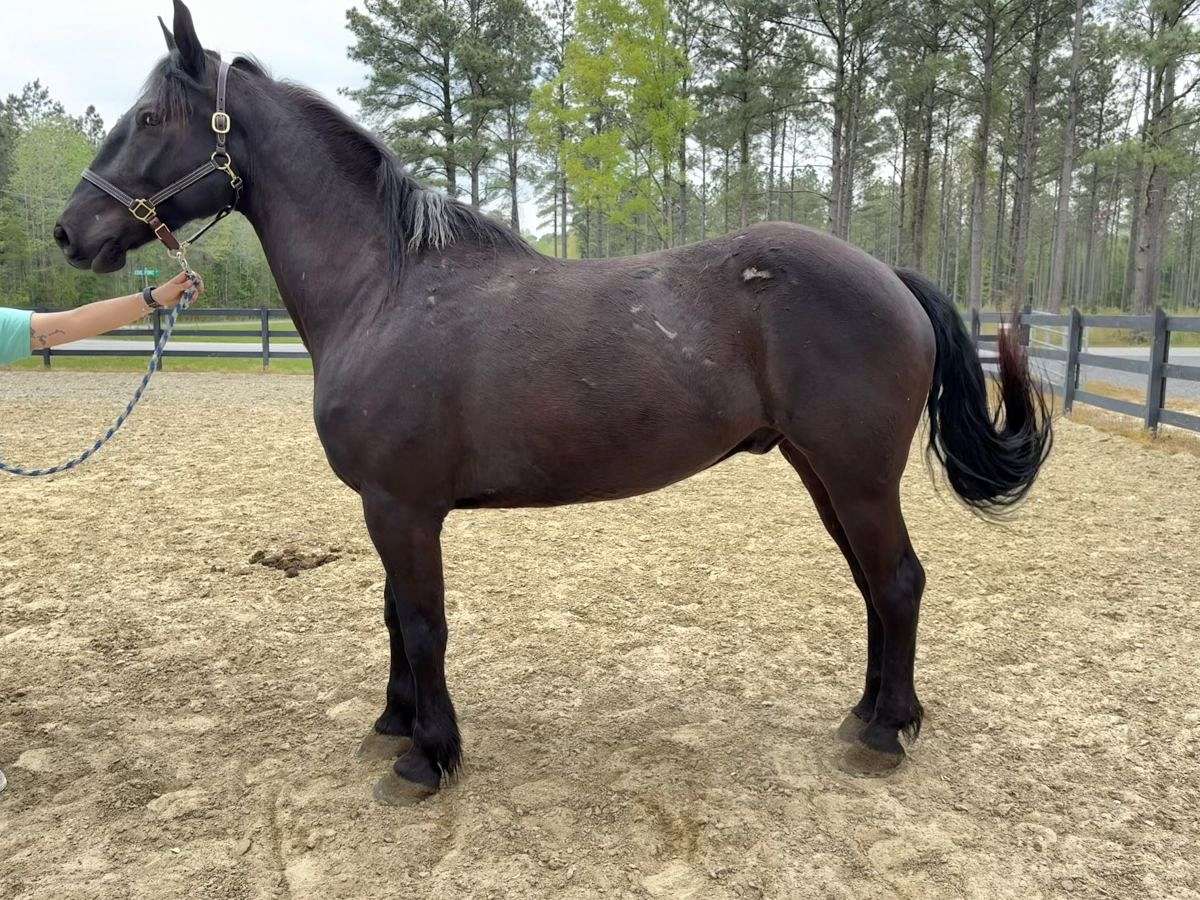 Friesian Percheron Gelding