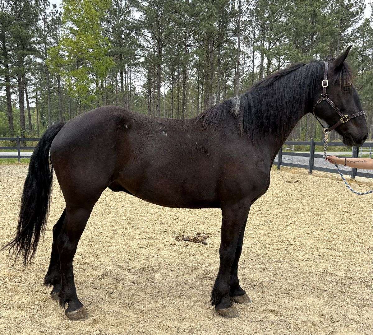 Friesian Percheron Gelding