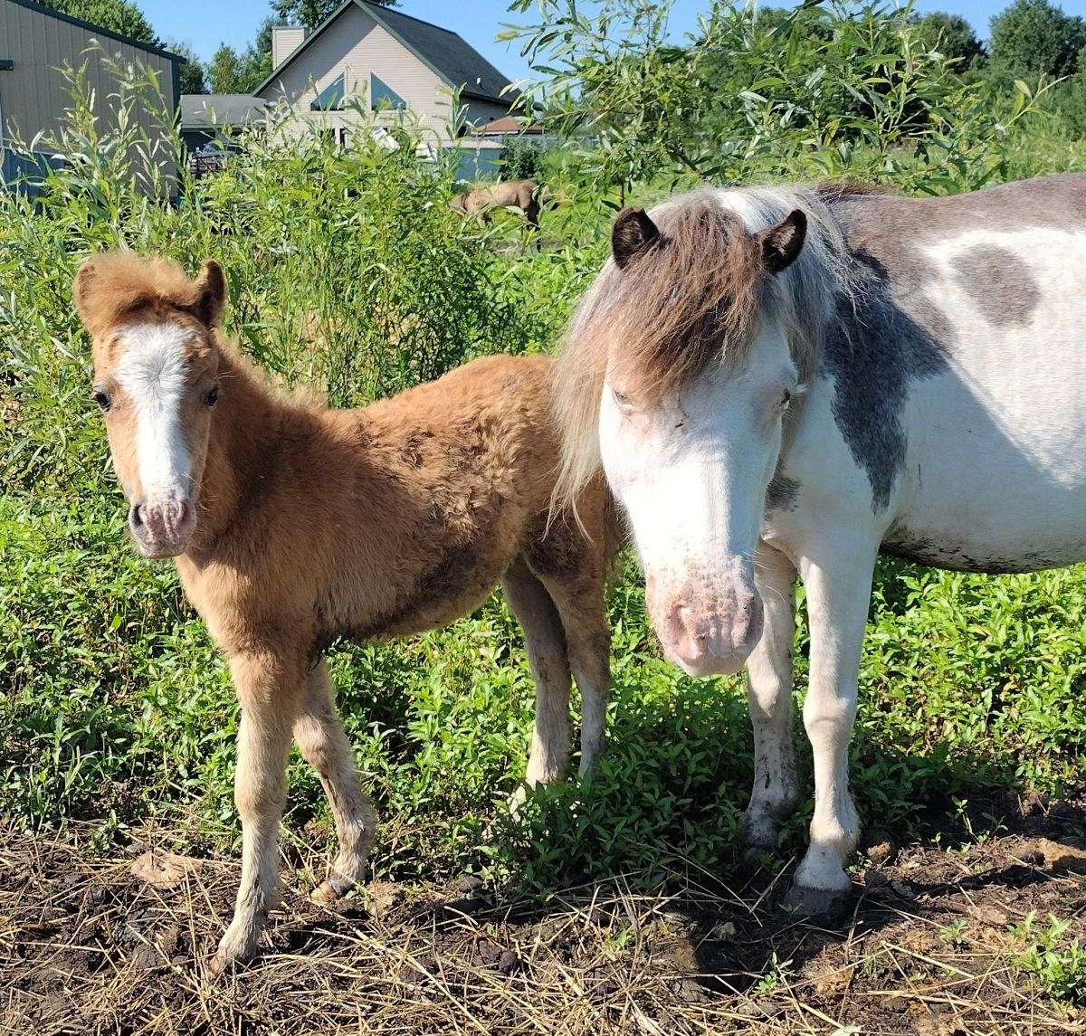 AMHR Black Frame, Sabino Splash Broodmare/Exposed