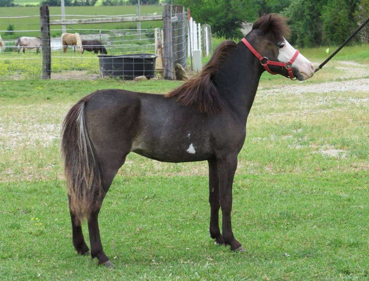 AMHA/AMHR Homozygous Black Frame Stallion Ltd Breeding