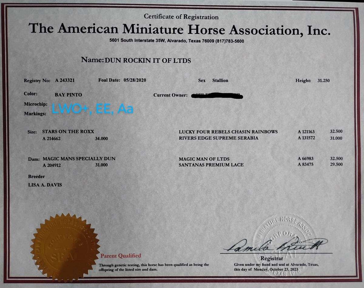 AMHA/AMHR Homozygous Black Frame Stallion Ltd Breeding