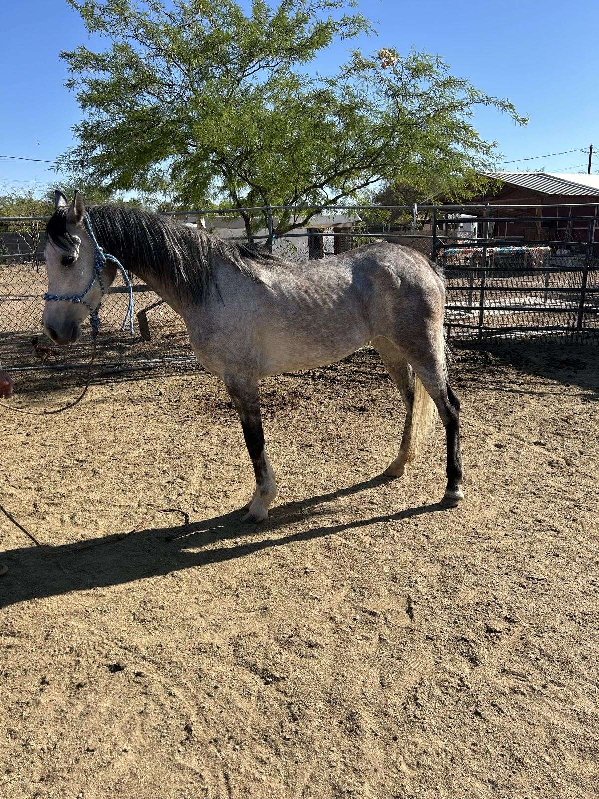 Gray Arabian Mare