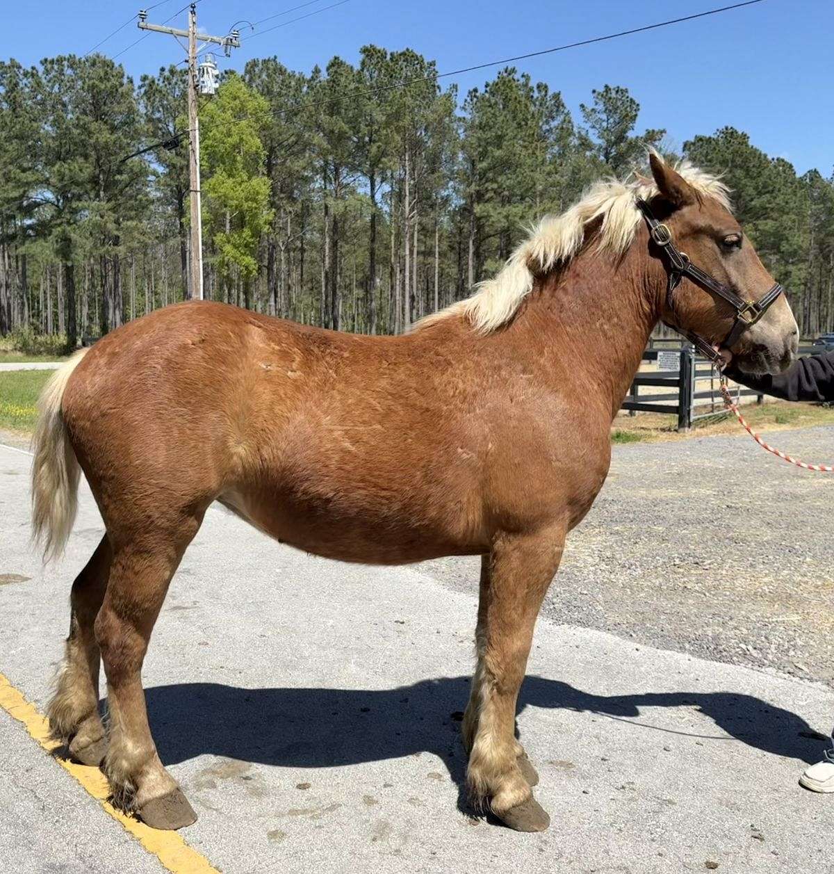 Haflinger Cross Gelding