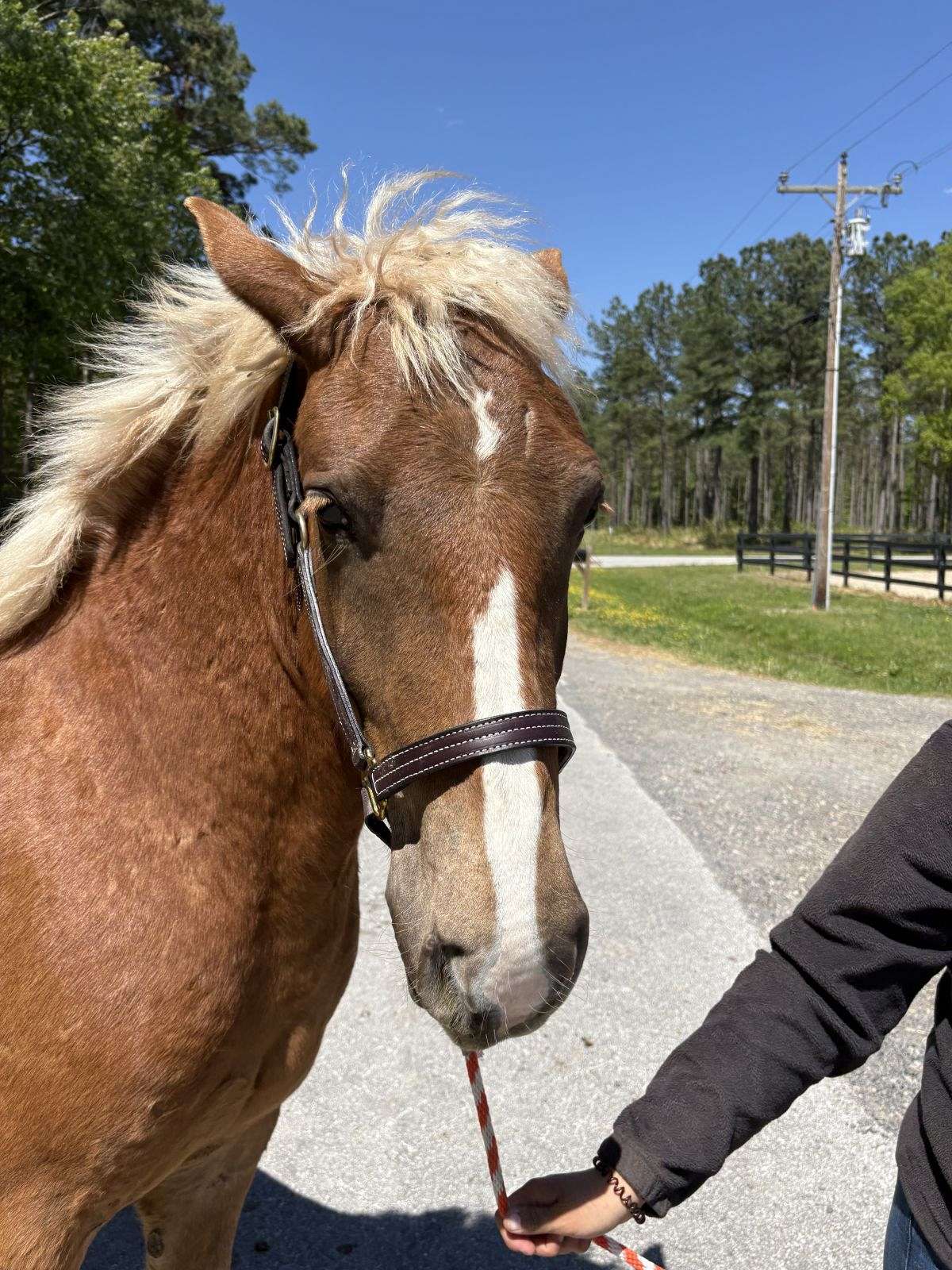 Haflinger Cross Gelding