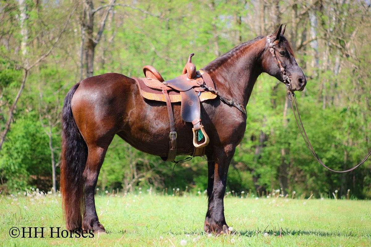 Gentle, Stylish Registered Friesian Sport Horse Mare, Ride & Drive