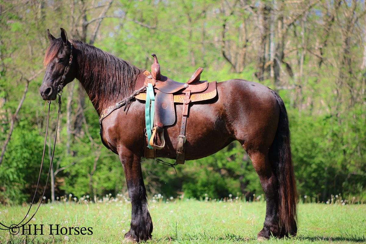 Gentle, Stylish Registered Friesian Sport Horse Mare, Ride & Drive