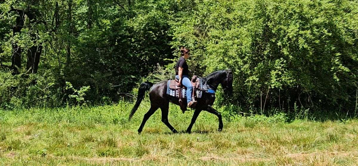 Leila, Gorgeous, Flashy, Super Smooth Gaited, Trail, Show, Black, Mare