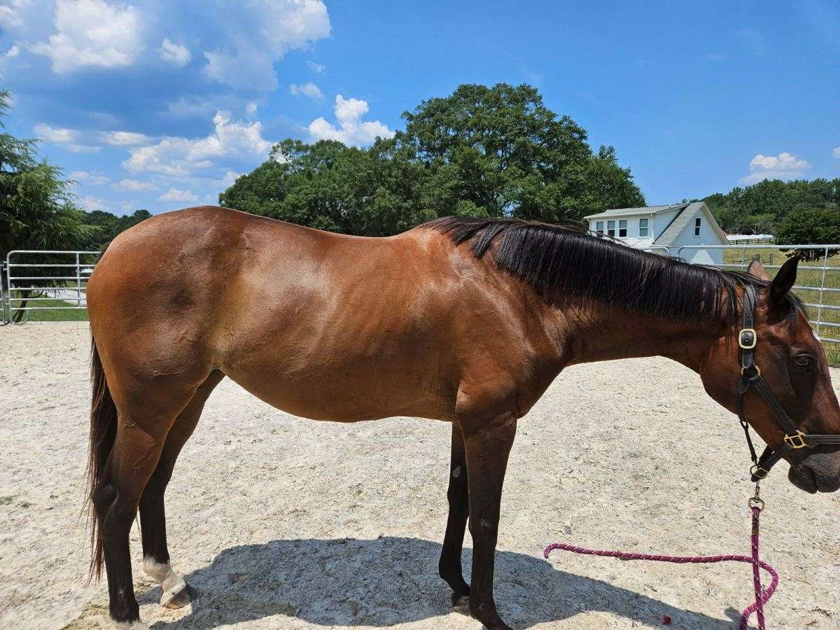 Flower Angel- 12yo OTTB Mare 16.1hh