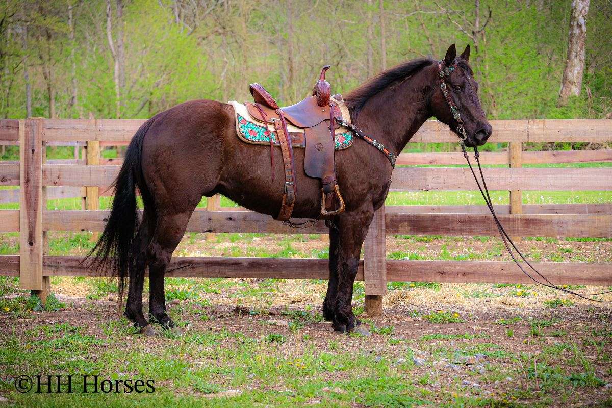 Nice Black Quarter Horse Gelding, Runs Barrels, Trail Rides, User Friendly