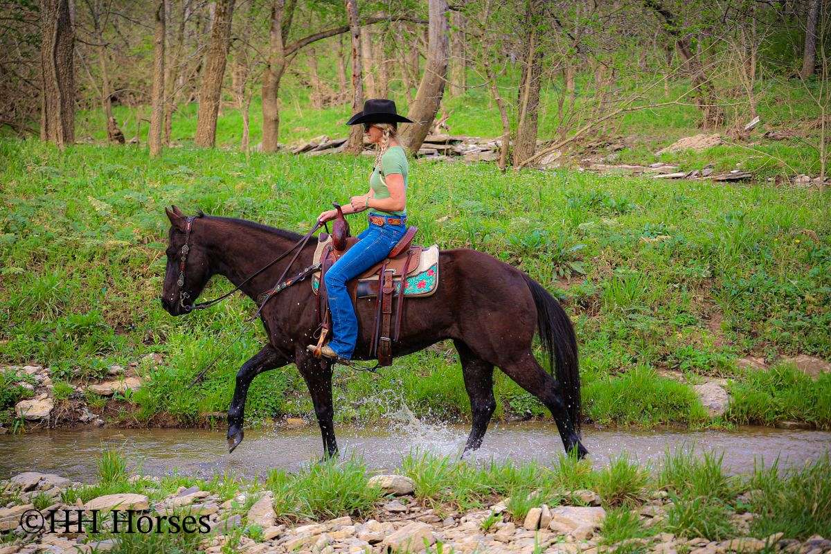 Nice Black Quarter Horse Gelding, Runs Barrels, Trail Rides, User Friendly