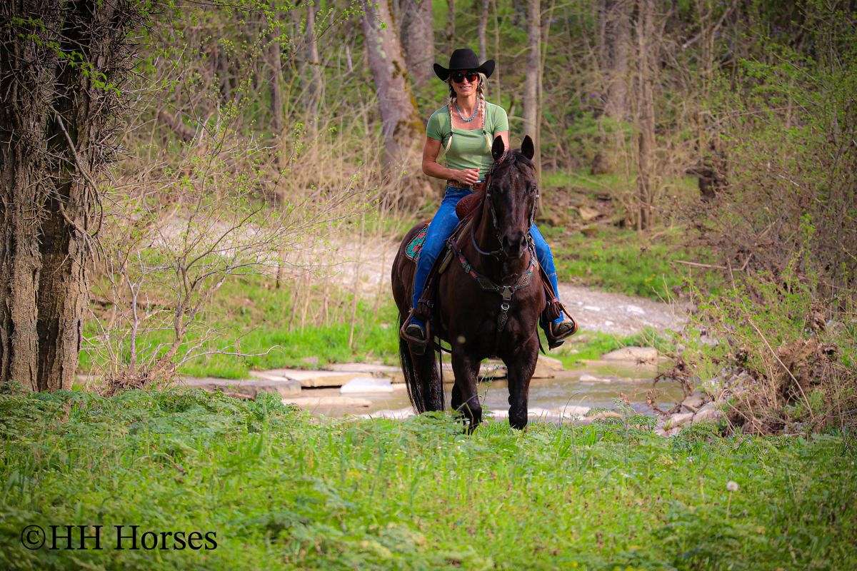 Nice Black Quarter Horse Gelding, Runs Barrels, Trail Rides, User Friendly