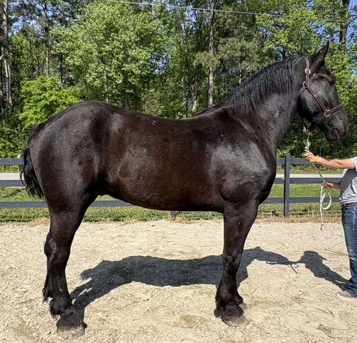 Pretty Percheron Gelding