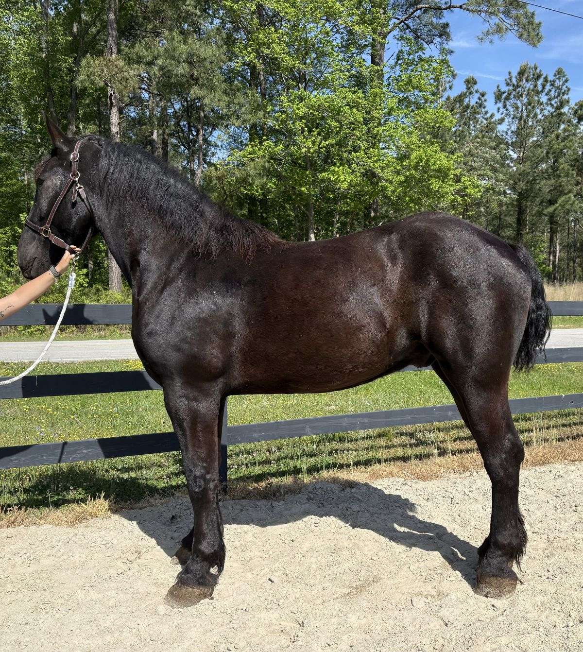 Pretty Percheron Gelding
