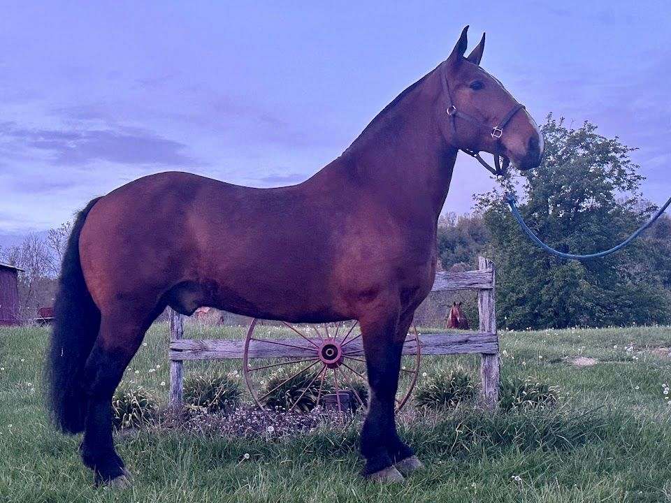 Percheron X Belgian Gelding