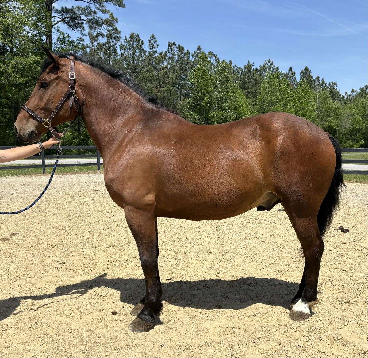 Belgian QH Cross
