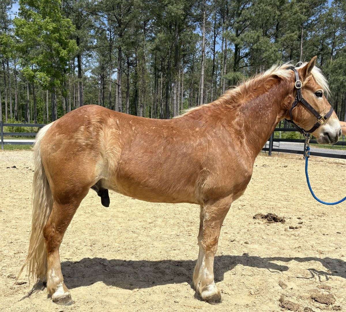 Sweet Haflinger Gelding