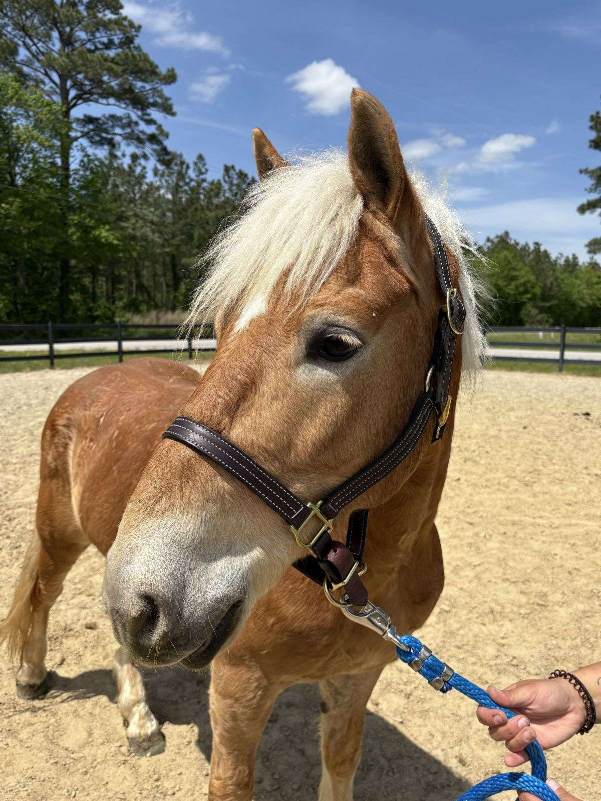 Sweet Haflinger Gelding
