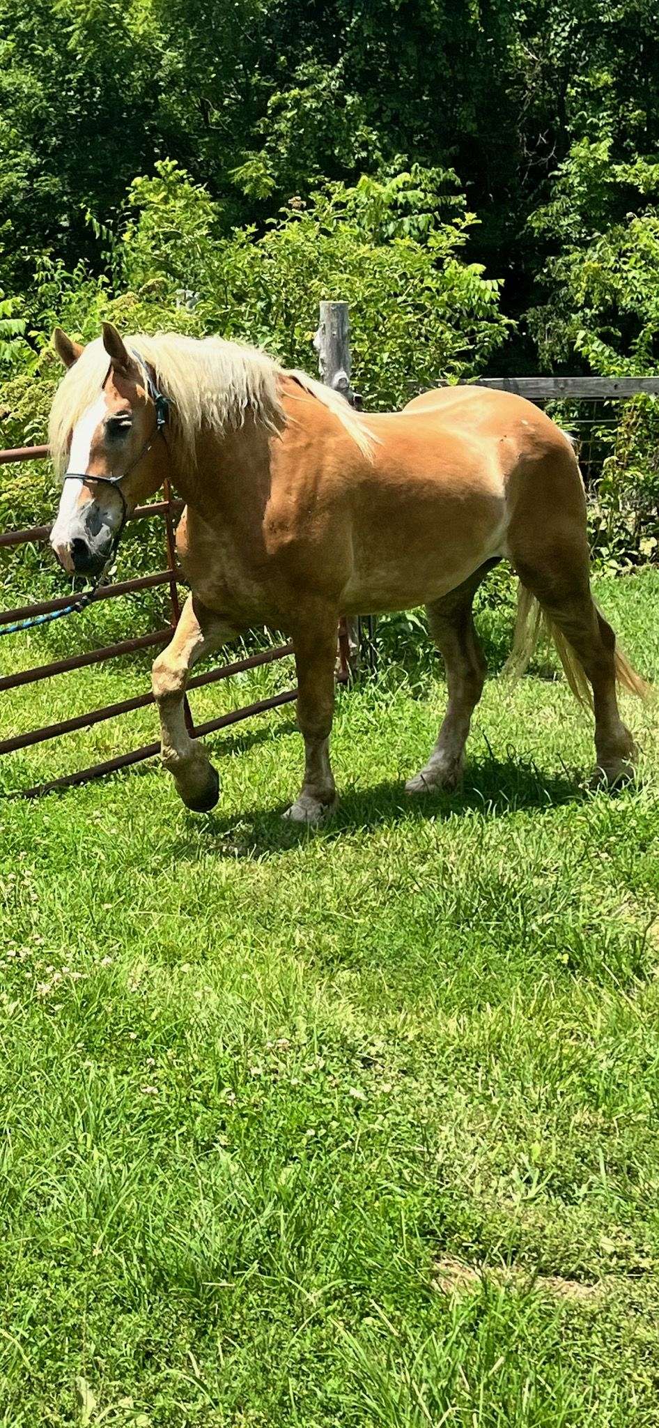 Belgian Cross Gelding