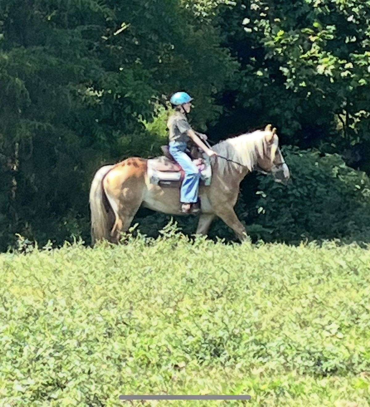 Belgian Cross Gelding