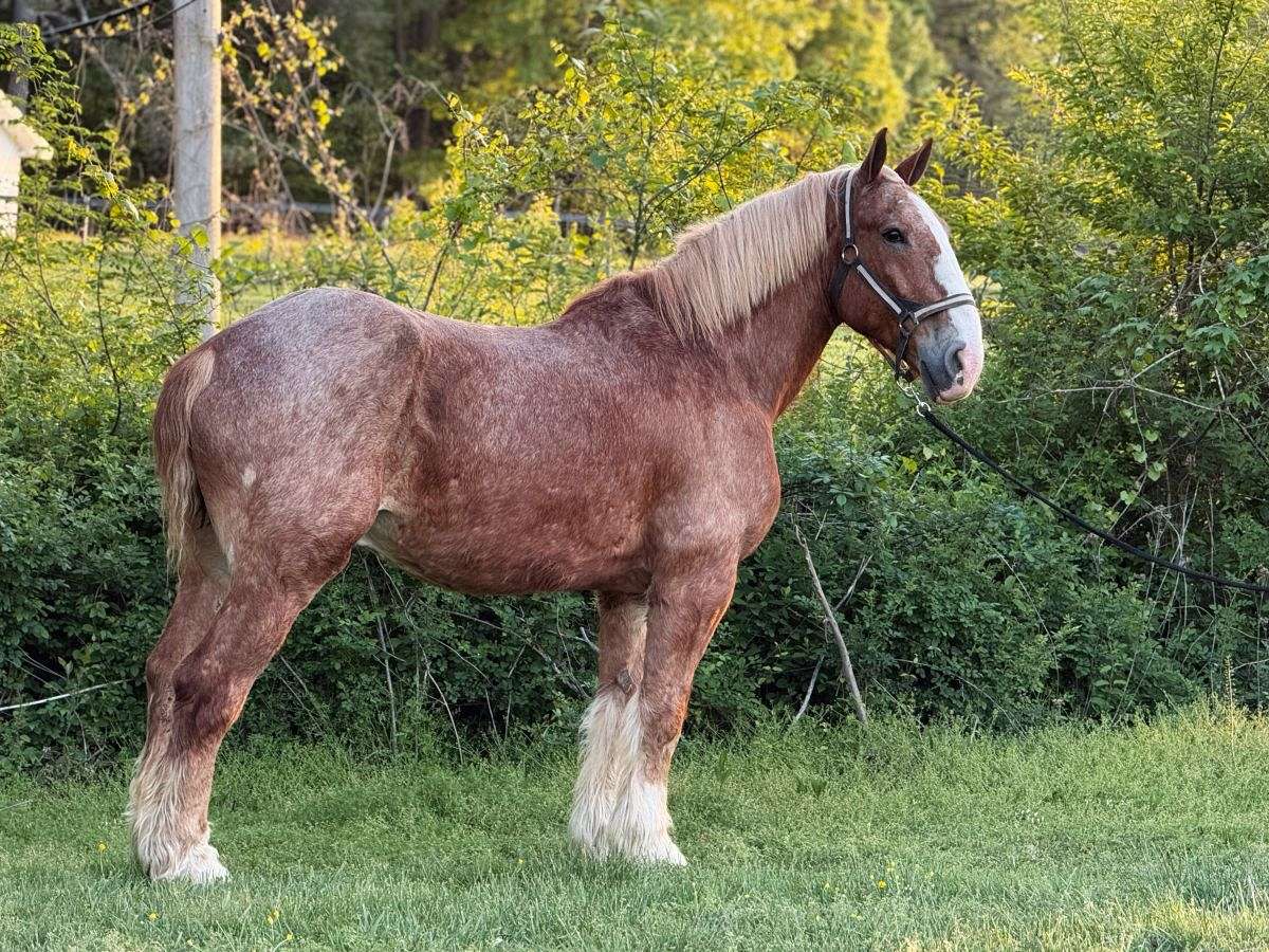 Gorgeous Belgian Gelding