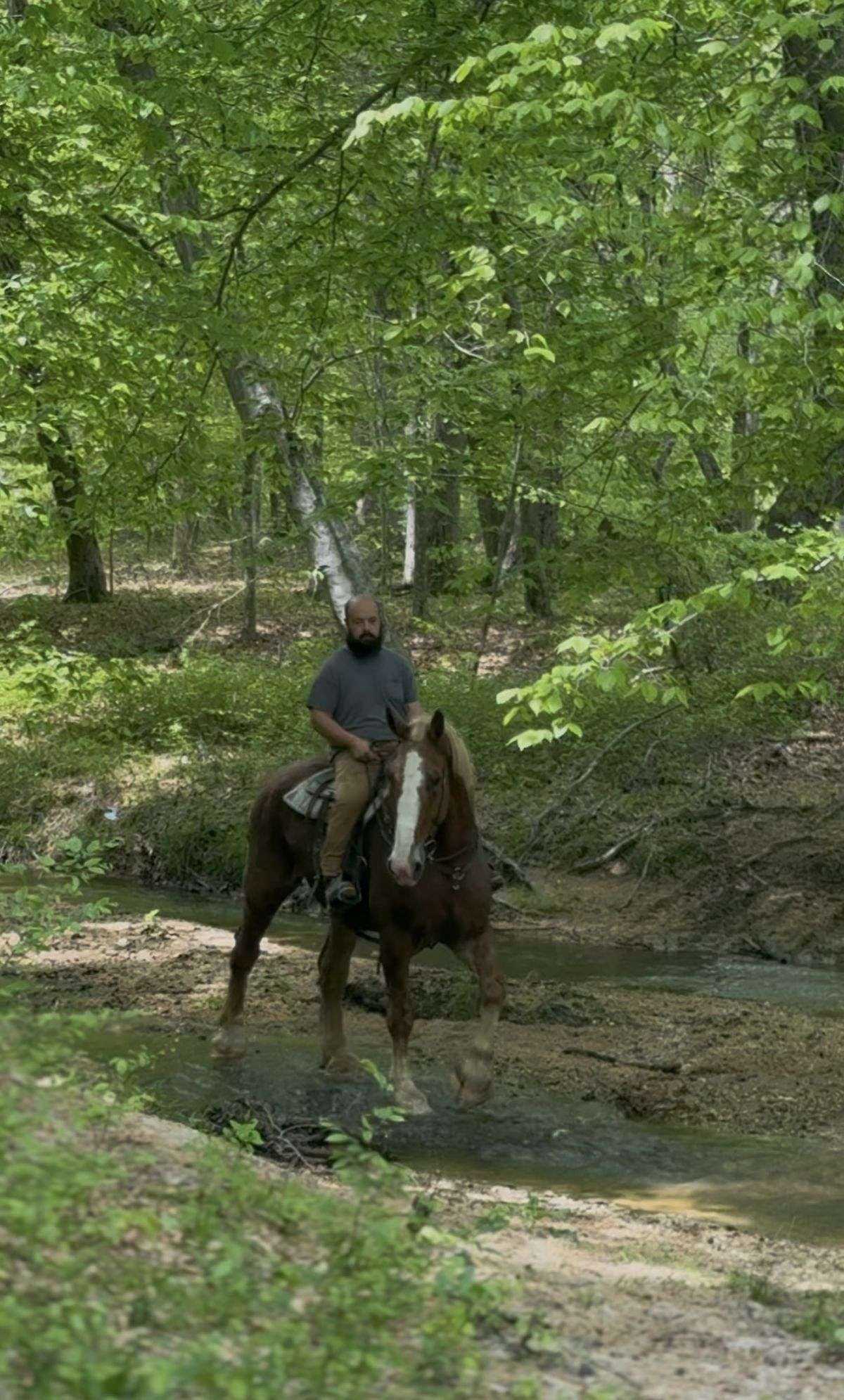 Gorgeous Belgian Gelding