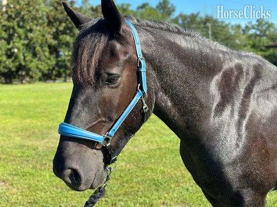 Draft Cross - Dream Fox Hunter for Sale