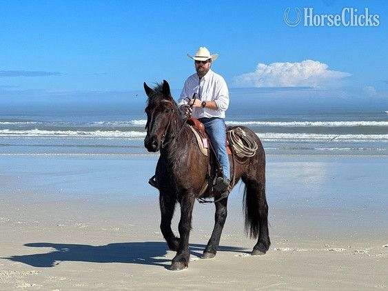 Draft Cross - Dream Fox Hunter for Sale