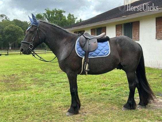Draft Cross - Dream Fox Hunter for Sale