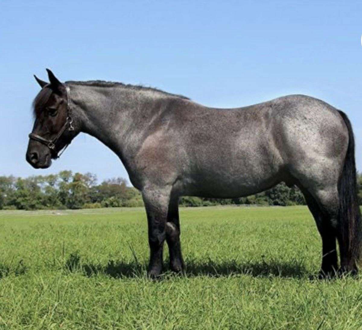 Draft Cross - Dream Fox Hunter for Sale