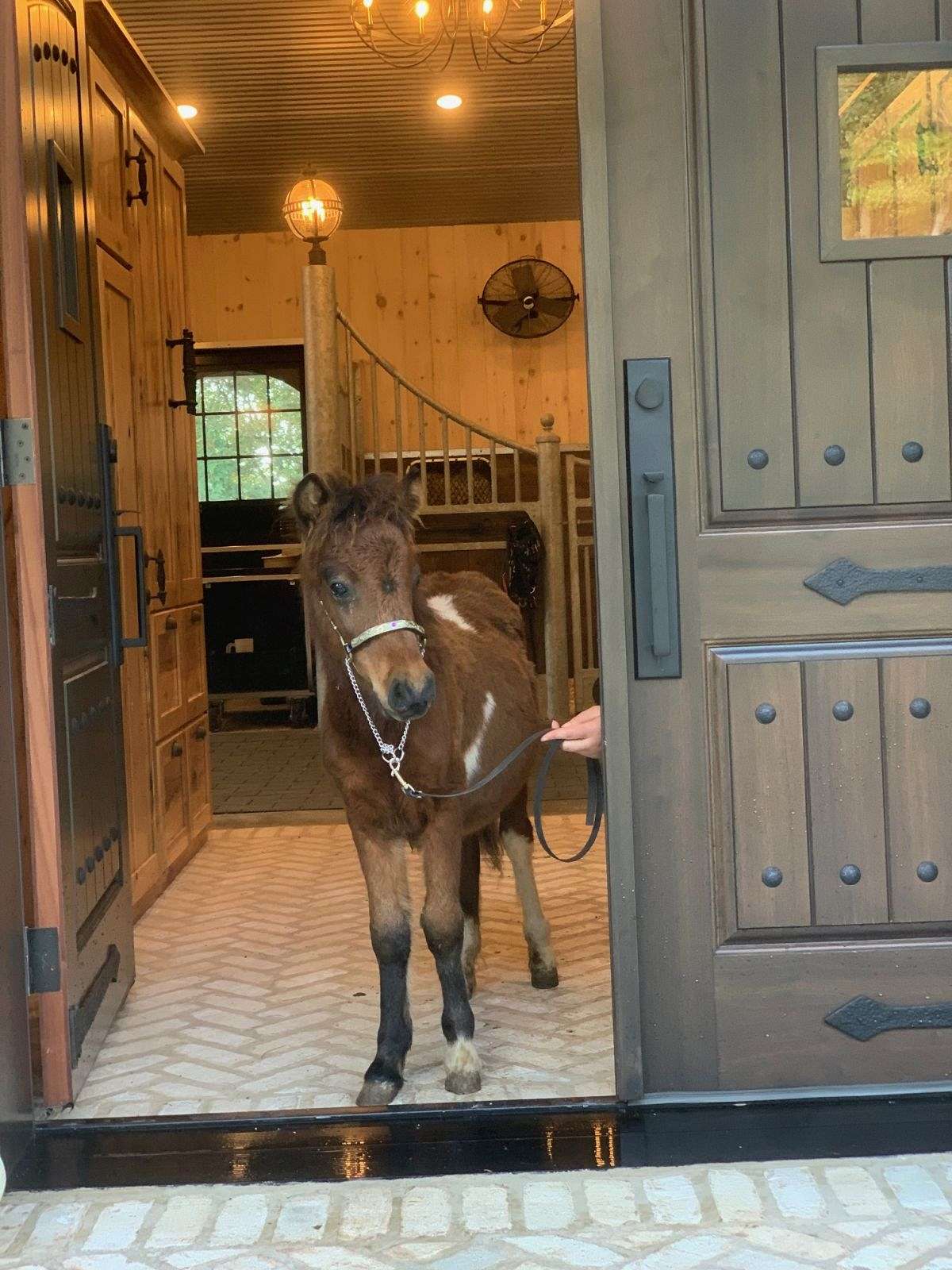 Beautiful AMHA/AMHR Pinto Filly With Great Confirmation!