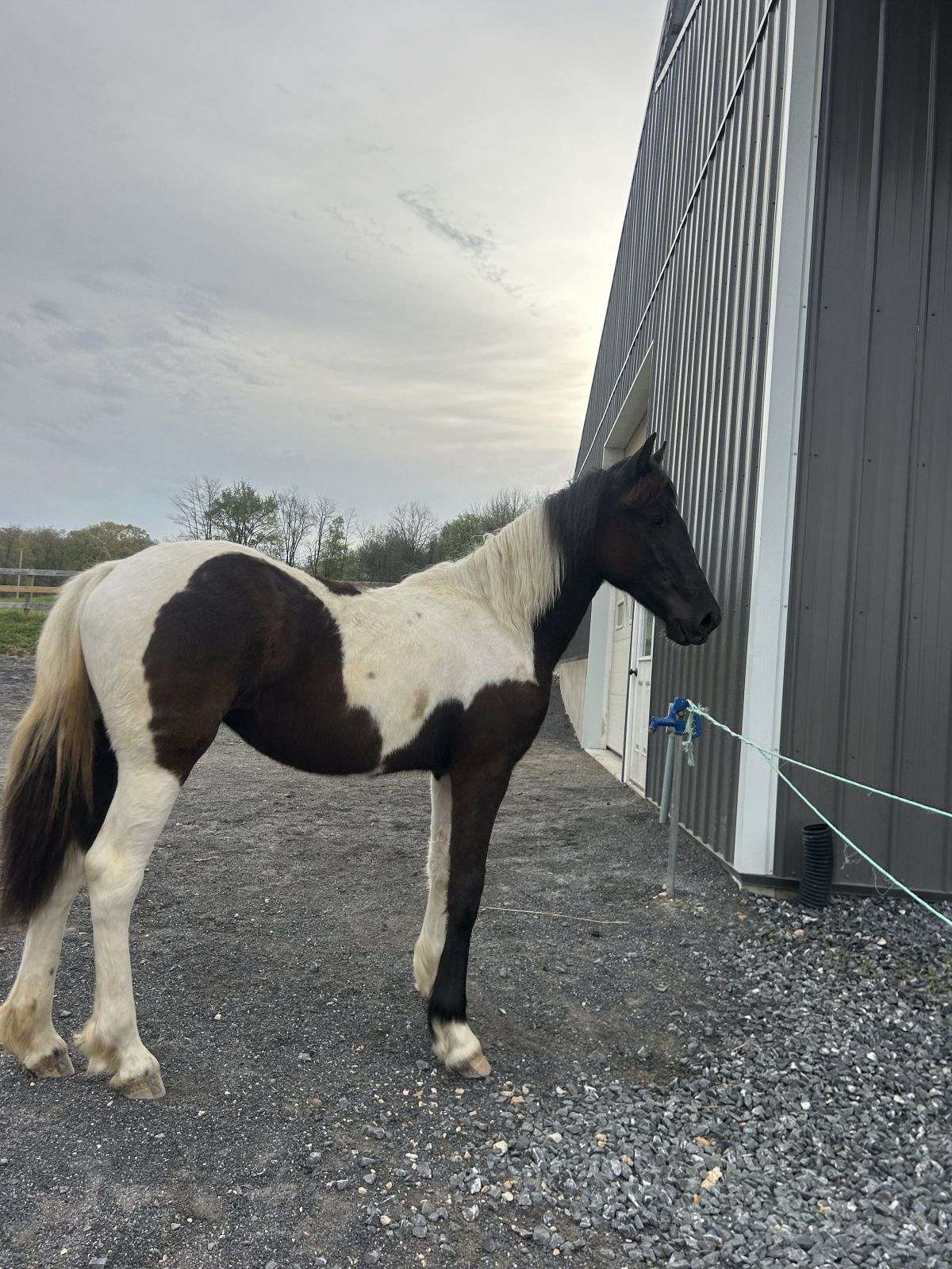 2024 Friesian Sport Horse Filly