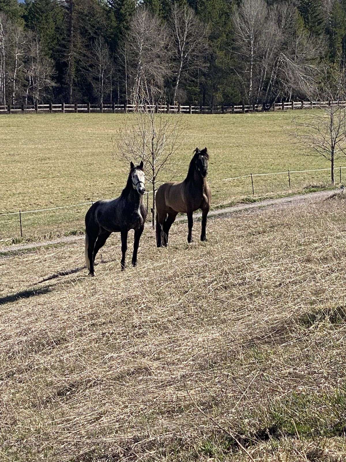 Gorgeous Dapple Grey Gh Gelding