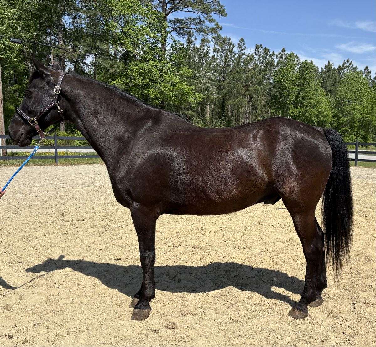 Morgan QH Cross