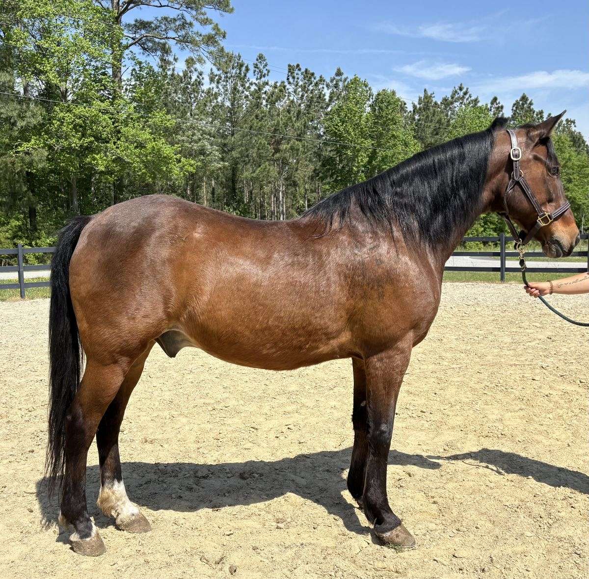 Morgan Cross Gelding