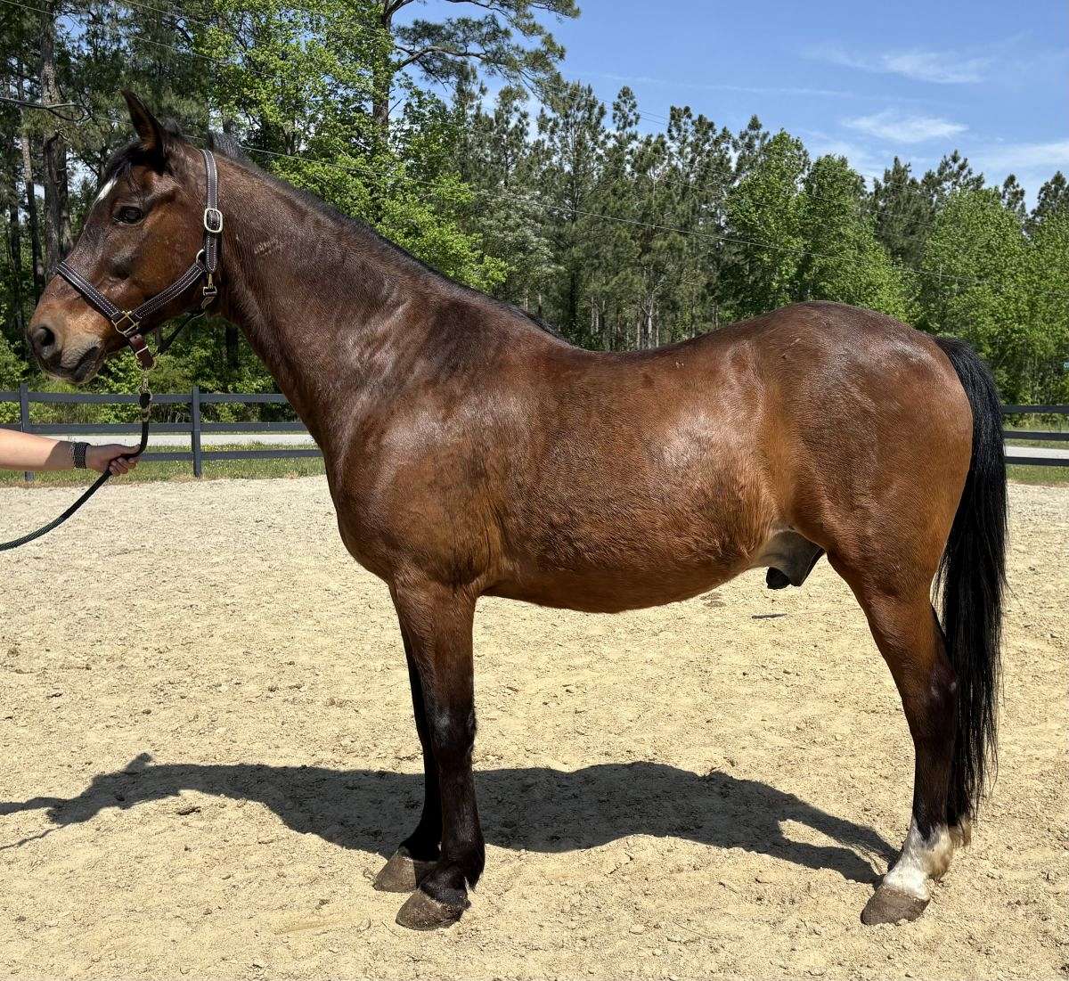 Morgan Cross Gelding