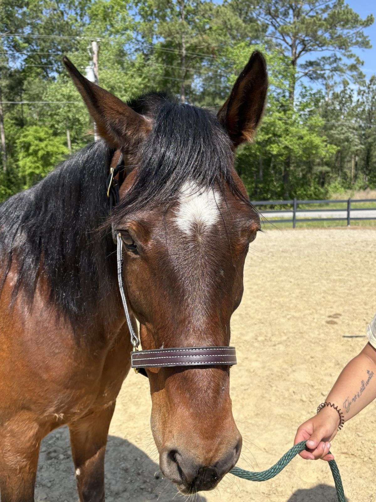 Morgan Cross Gelding