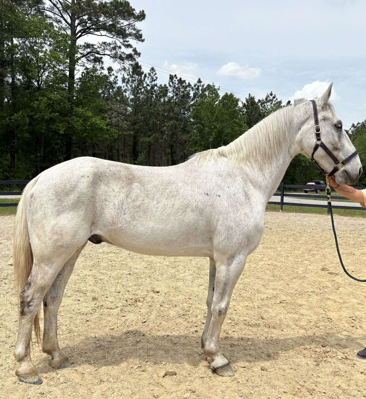 Percheron Morgan Gelding
